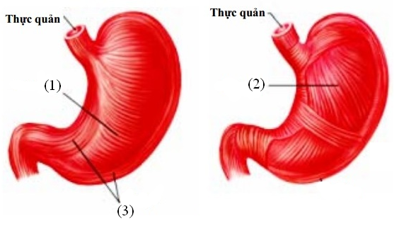 [LỜI GIẢI] Các chú thích dưới đây là chú thích cho các cơ ở dạ dày - Tự ...